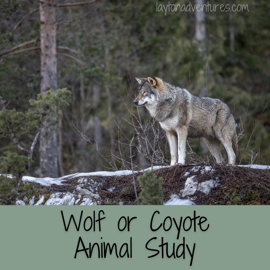 Wolf or Coyote Animal Study